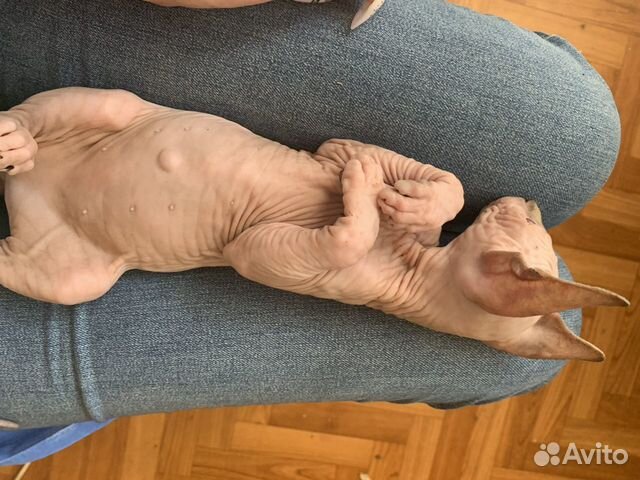 Канадский сфинкс котенок