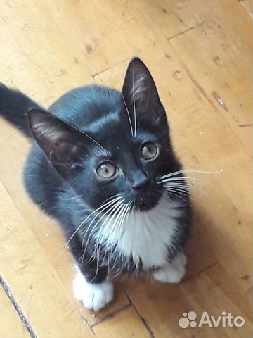 Котенок-девочка,3 мес