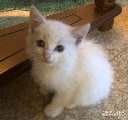 Очаровательный пушистик в добрые руки