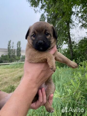 Ищет дом щенок не крупной Собачки Кнопочка