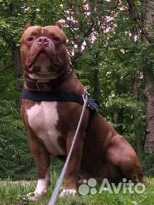 Американский булли вязка