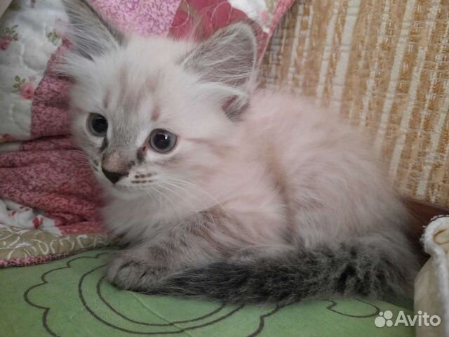 Невская маскарадная