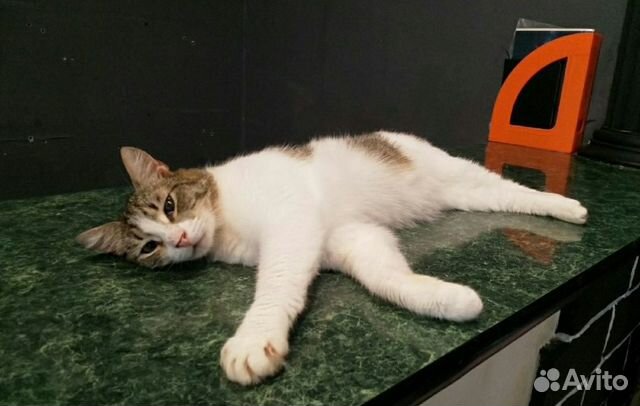 Кот