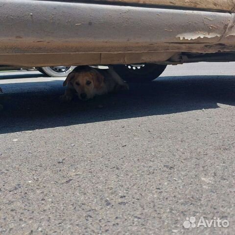 Щенки безпородные