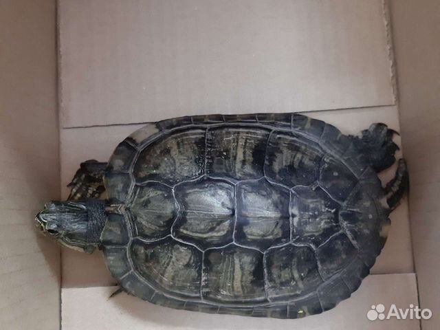 Желтоухая черепаха