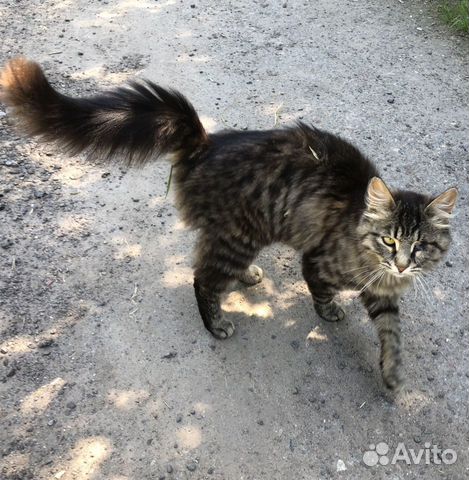 Кошка мраморная Алиса ищет дом