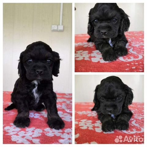 Щенки американцы