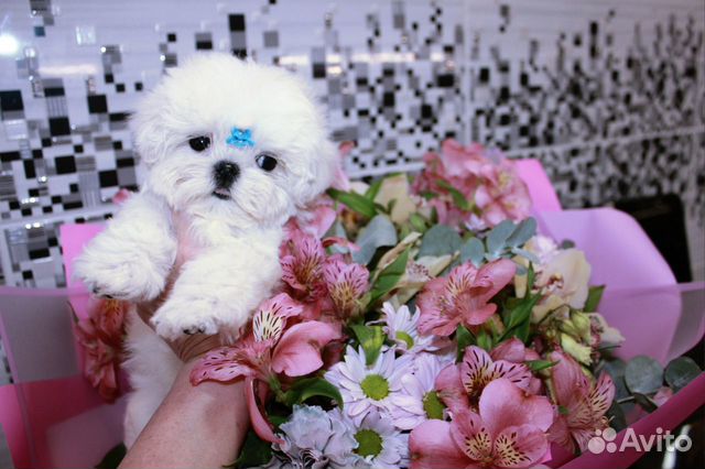 Мини кукольный малыш мальтезе 2,5 мес