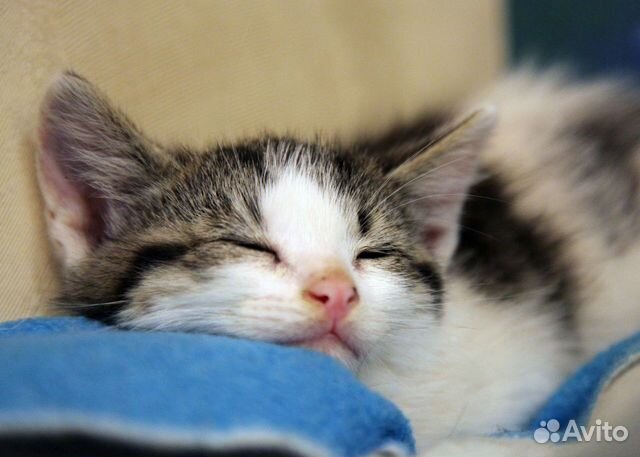 Котенок Пончик в добрые руки