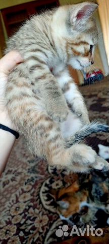Котята в добрые руки бесплатно