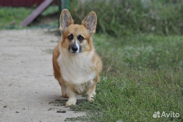 Взрослые девочки