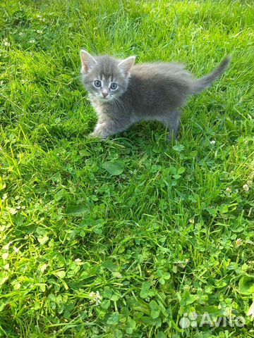 Отдаем котят в хорошие руки