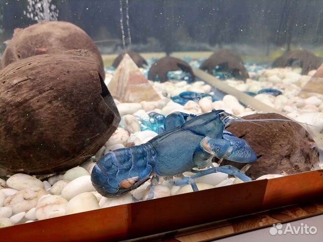 Аквариумные раки ябби, синие