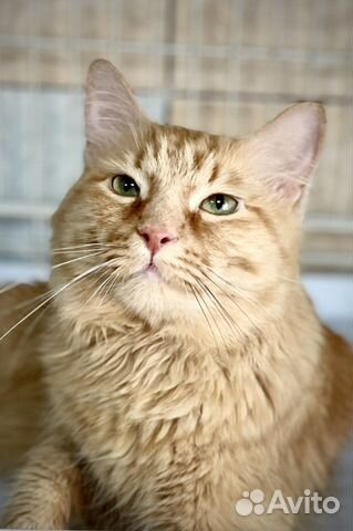 Рыжее сокровище в самые добрые руки Кот