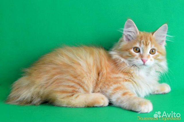 Котята курильский бобтейл