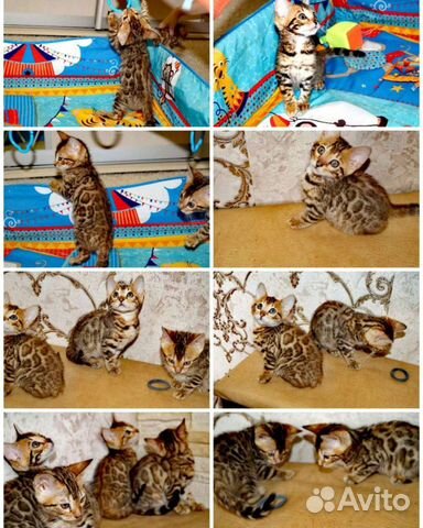 Бенгальские малыши