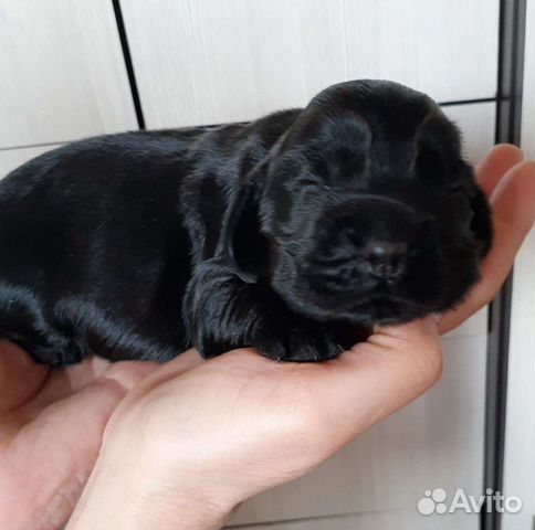 Американский кокер спаниель