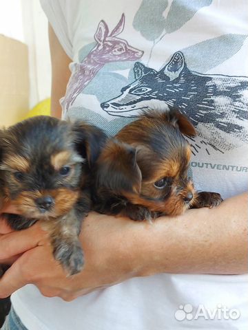 Щенки йорка стандарт