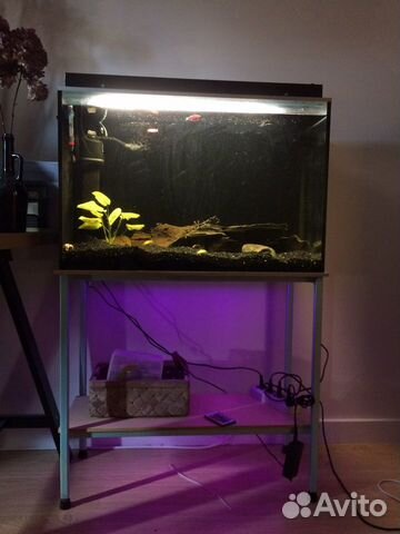 Аквариум 95л с рыбками