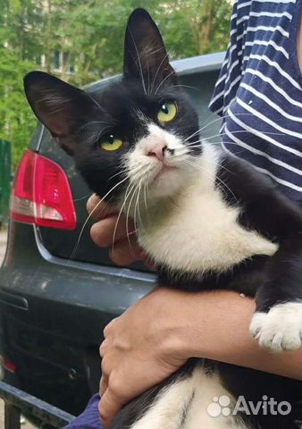 Домашнюю кошечку выбросили на улицу