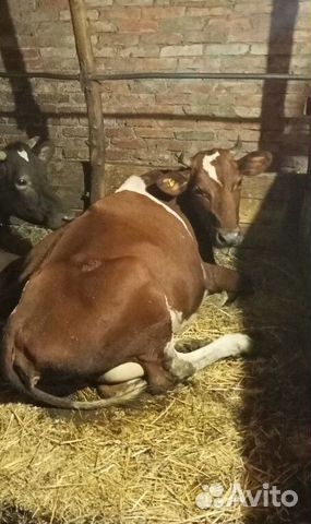 Республика калмыкия яшалтинский район село березов