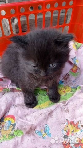 Котята отец британец мать простая кошка