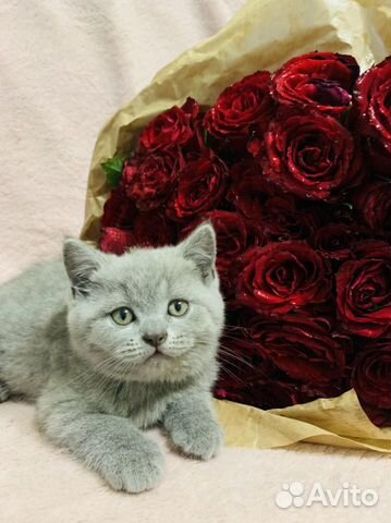 Британские котята