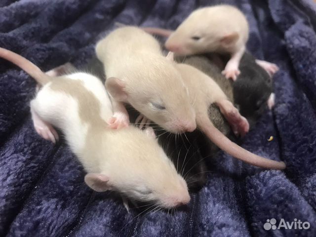 Крысята дамбо