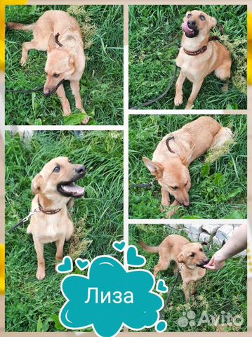 Малышка Лиза ищет семью