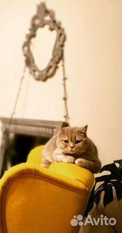 Британский короткошерстный кот