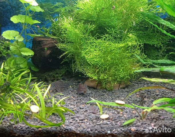 Коридорас Джули молодь