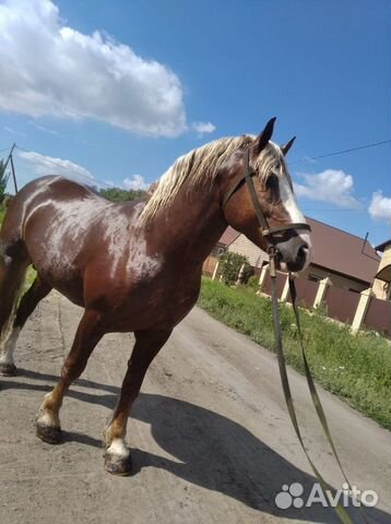 Продам лошадей