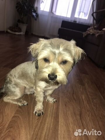 Щенок шицу-йорк