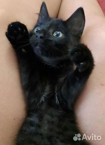 Кошка