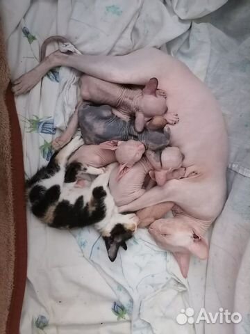 Продаются малыши сфинкса. Рождены 10 мая 2021г