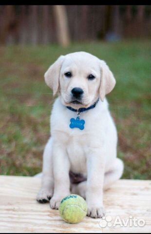Щенки лабрадора