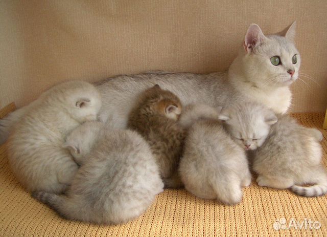 Британские котята