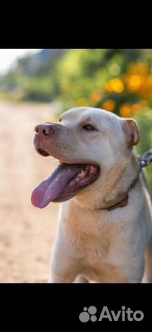 Кекс(Лабродор-шарпей) ищет дом