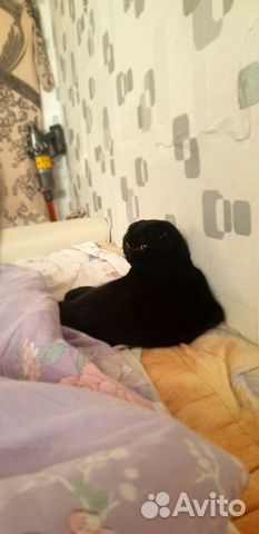 Котик Шотландец вислоухий в добрые руки