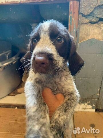 Щенок курцхаара