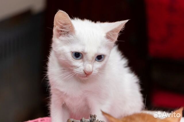 Кошка