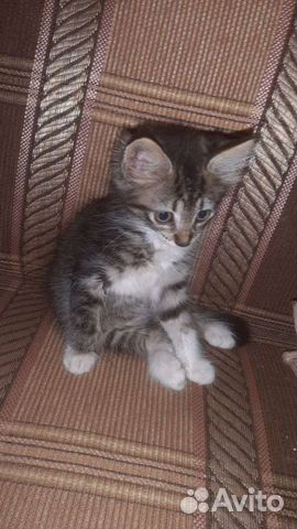 Котёнок Барни