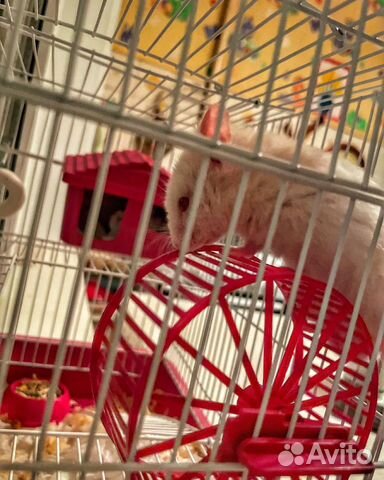 Сибирский Хомяк-альбинос