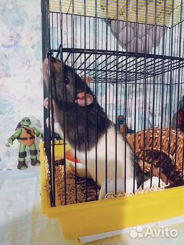 Декоративная крыса