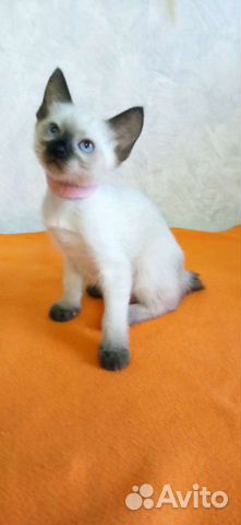 Меконгский бобтейл