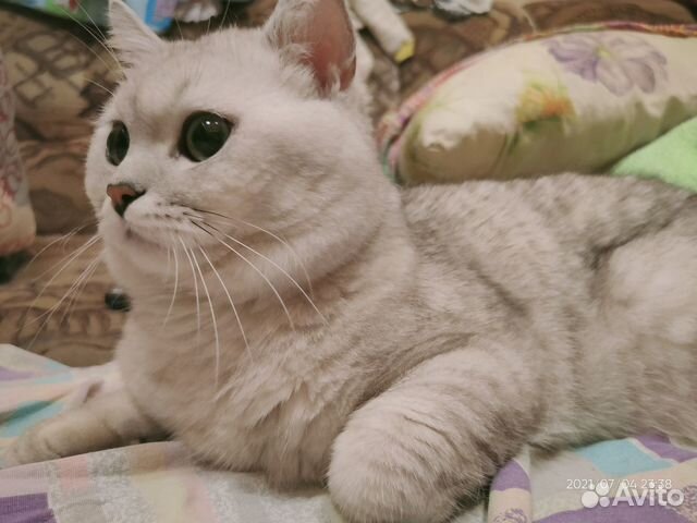 Вязка шикарный британский кот