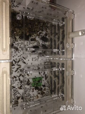 Myrmicaria brunnea муравьи