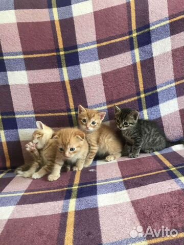 Шотландские котята бесплатно