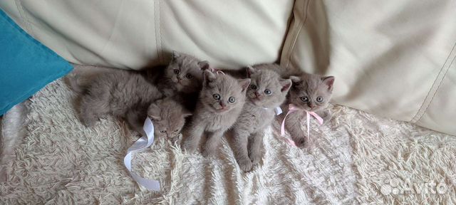 Британские котята