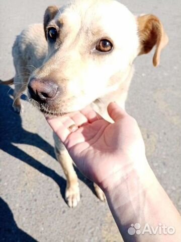 Персик ищет дом 4 месяца с доставкой